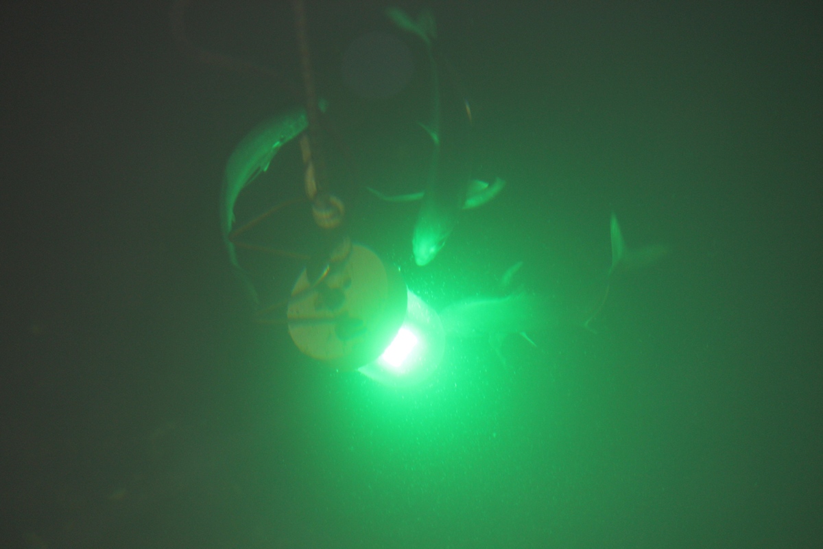 Portable Fish House Led Lights at Kerri Franklin blog